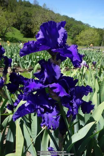 Navy blue iris, true blue iris? in the Irises forum - Garden.org