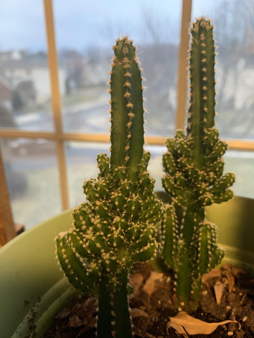 Photo of the entire plant of Monstrose Triangle Cactus (Acanthocereus ...