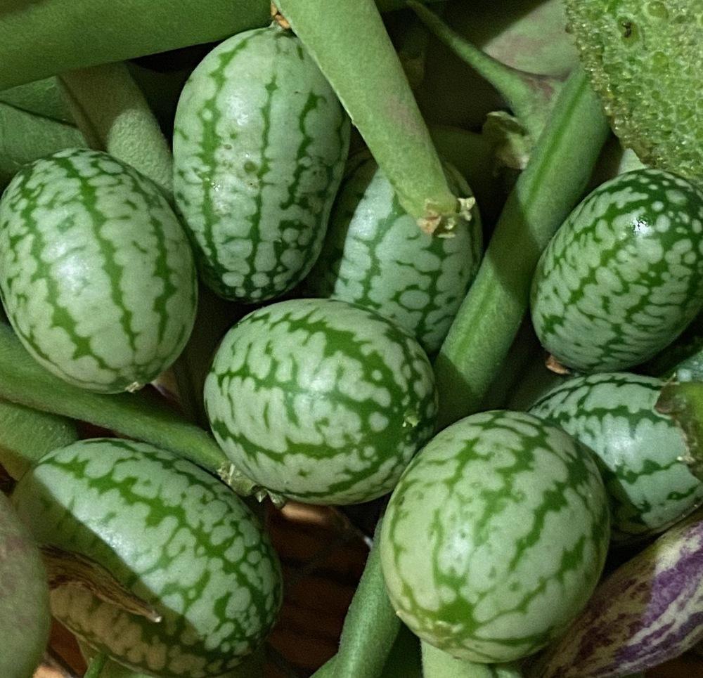 Photo of the fruit of Mexican Sour Gherkin Cucumber (Melothria scabra ...