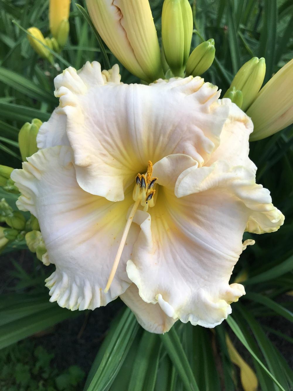 Daylily (Hemerocallis 'Adena Luminary') in the Daylilies Database ...