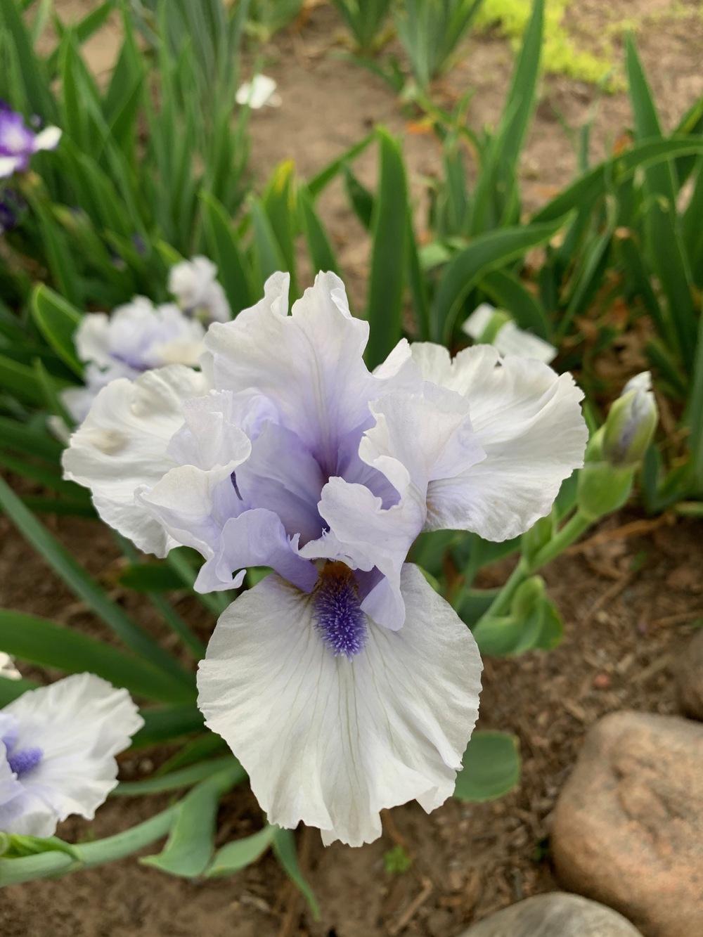 Photo of the bloom of Intermediate Bearded Iris (Iris 'Blue Splash ...