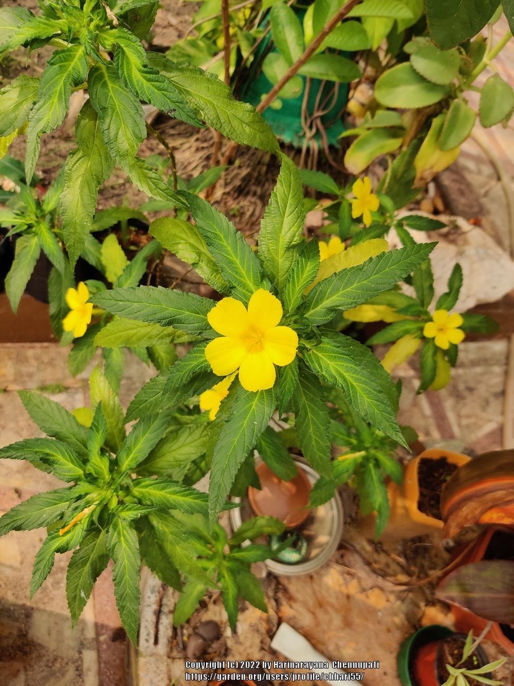 Yellow Alder (Turnera ulmifolia) - Garden.org