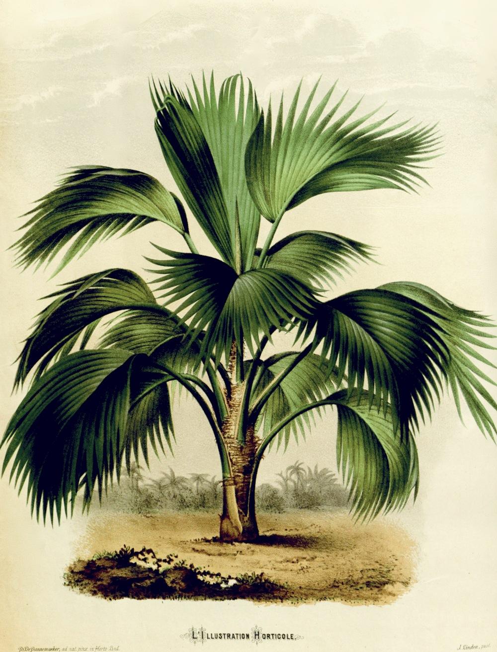 Fiji Fan Palm (Pritchardia pacifica) - Garden.org
