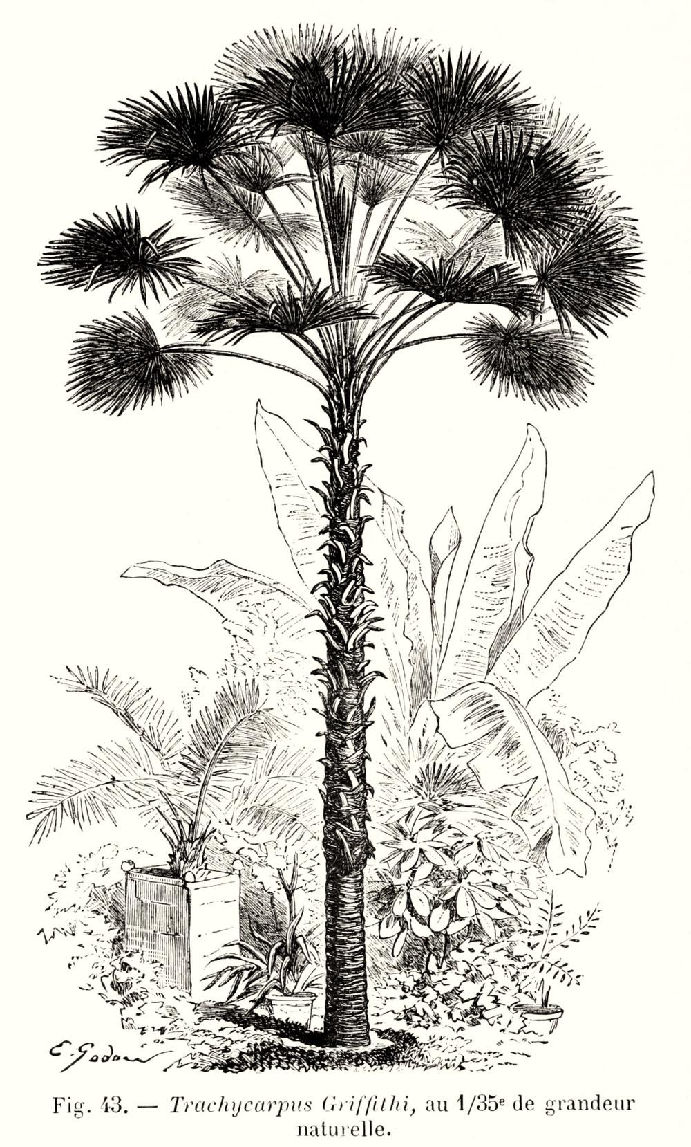 Khasia Hills Fan Palm (Trachycarpus martianus) - Garden.org