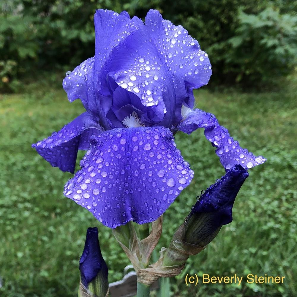 Navy blue iris, true blue iris? in the Irises forum - Garden.org