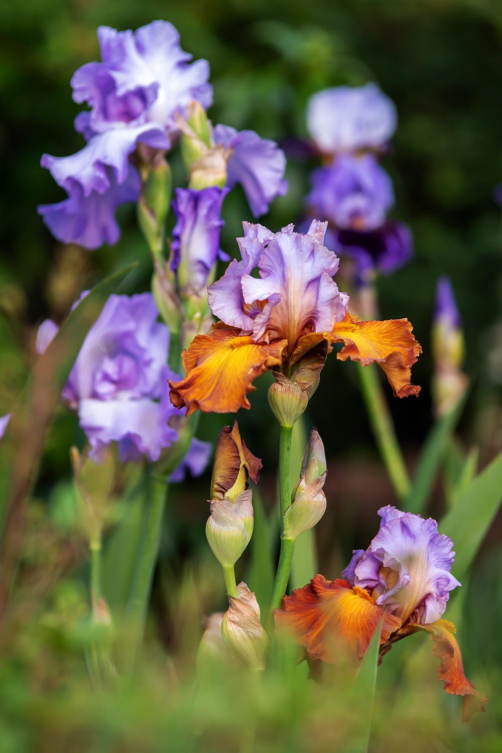 Photo of the bloom of Tall Bearded Iris (Iris 'Instant Attraction ...