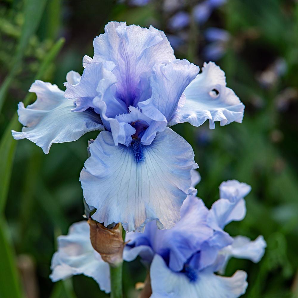 Photo of the bloom of Tall Bearded Iris (Iris 'Blue Trill') posted by ...