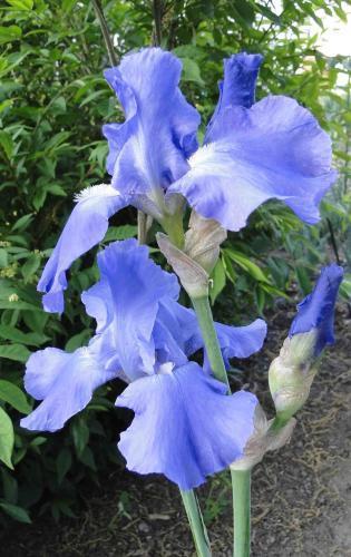 Navy blue iris, true blue iris? in the Irises forum - Garden.org