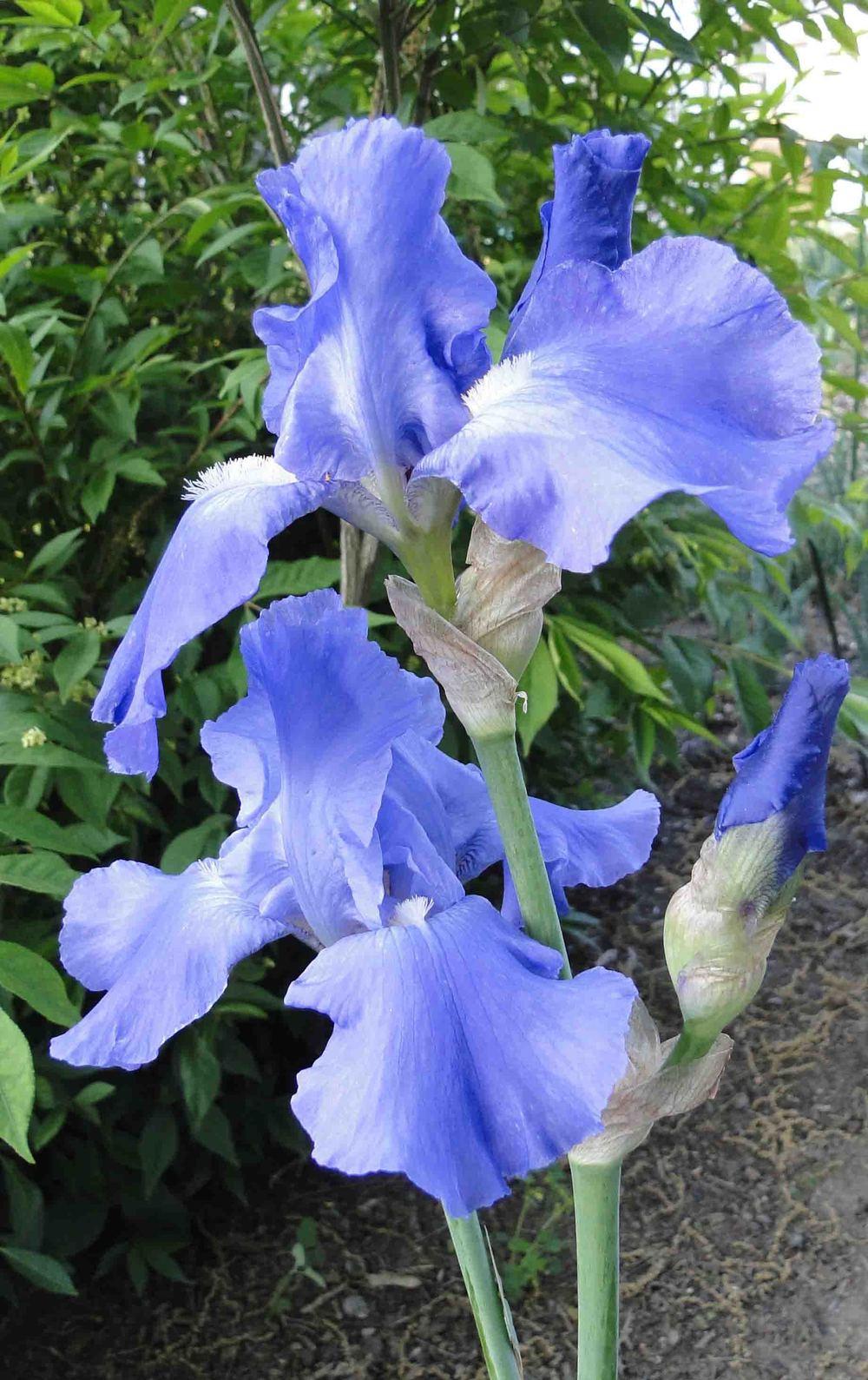 Navy blue iris, true blue iris? in the Irises forum - Garden.org