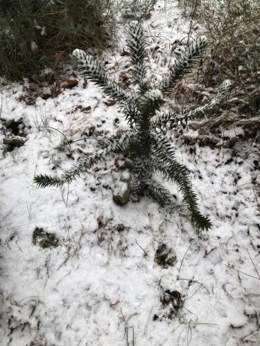 Araucaria araucana? in the Plant ID forum - Garden.org