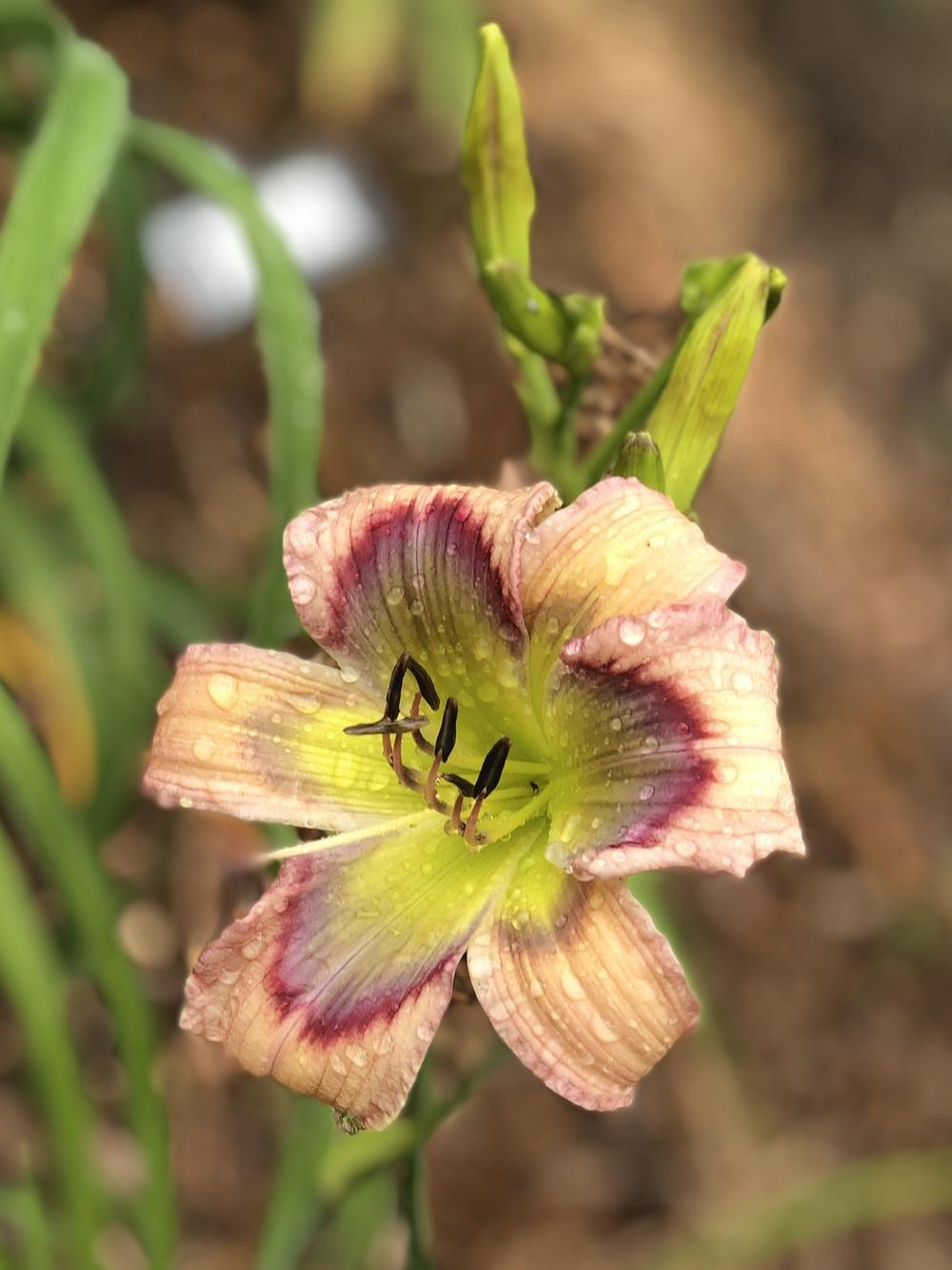 Daylily (Hemerocallis 'Little Blue Devil') in the Daylilies Database ...