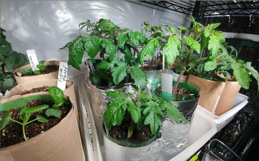 Lighting for Kratky method in the All Things Gardening forum - Garden.org