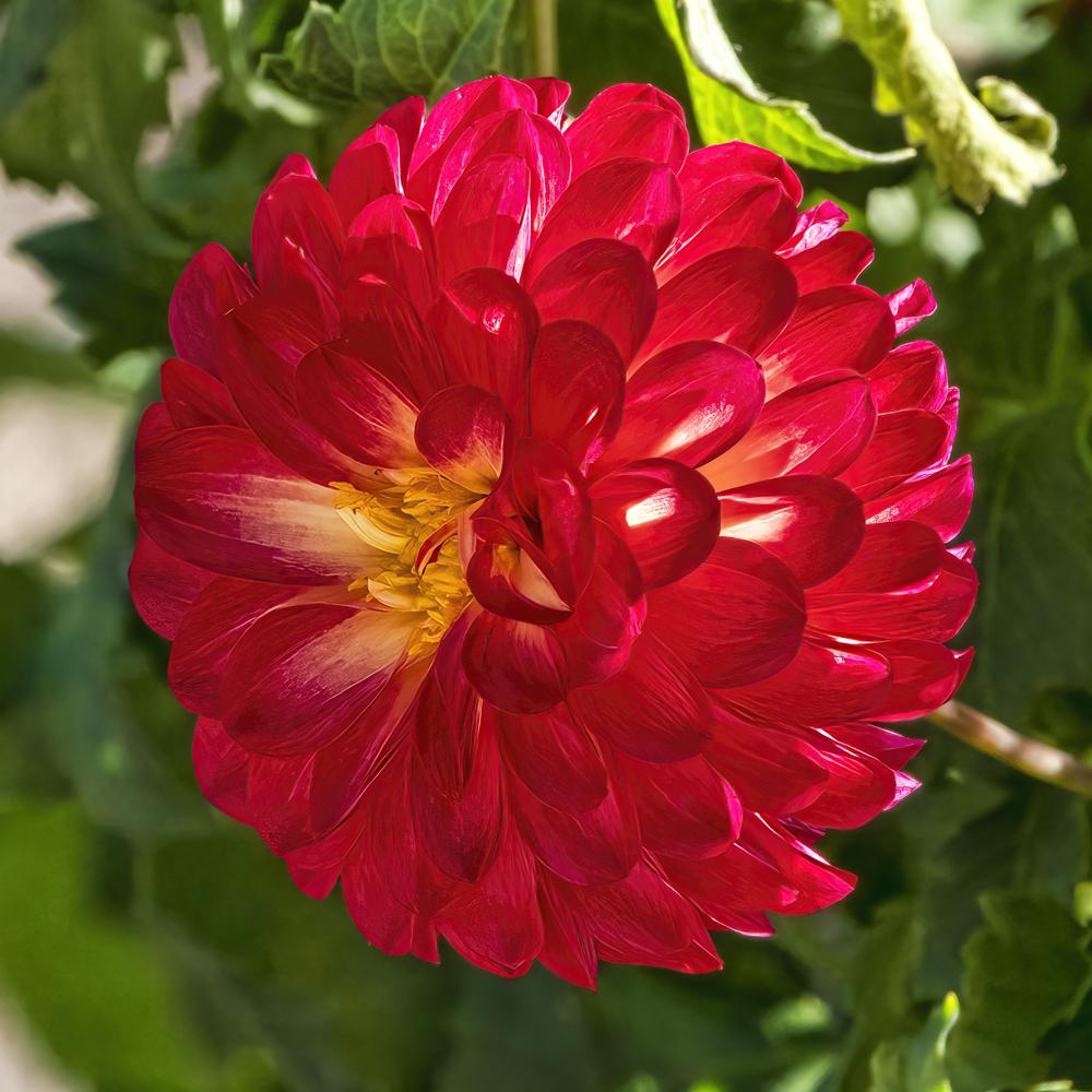 Photo of the bloom of Dahlia 'Raz Ma Taz' posted by arctangent - Garden.org