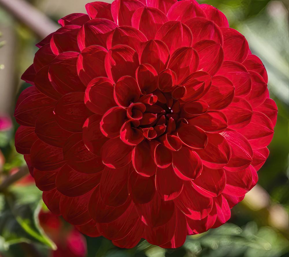 Photo of the bloom of Dahlia 'Raz Ma Taz' posted by arctangent - Garden.org