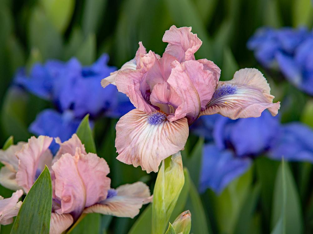 Standard Dwarf Bearded Iris (Iris 'Enchanted Princess') in the Irises ...