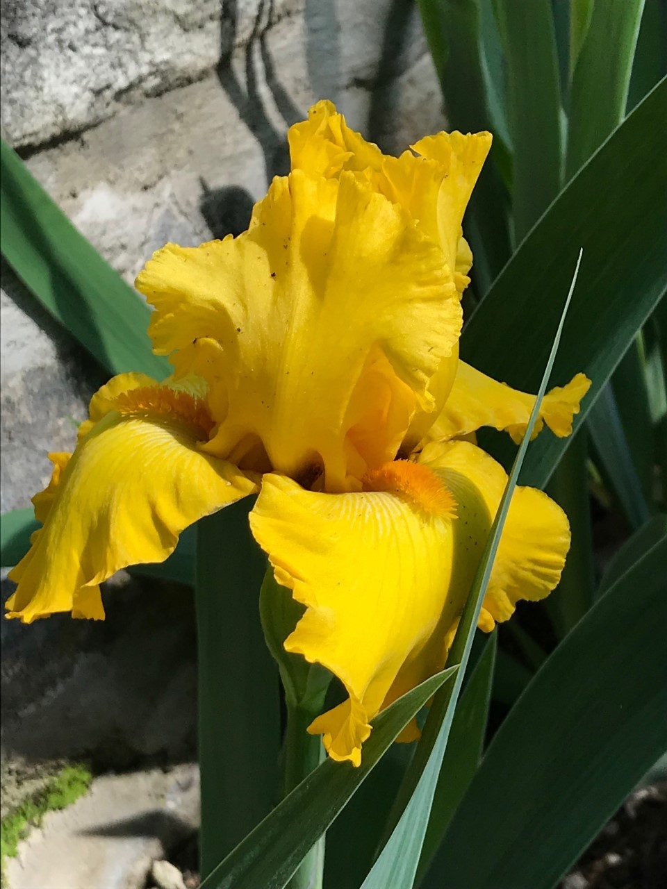 Photo of the bloom of Tall Bearded Iris (Iris 'Pure as Gold') posted by ...