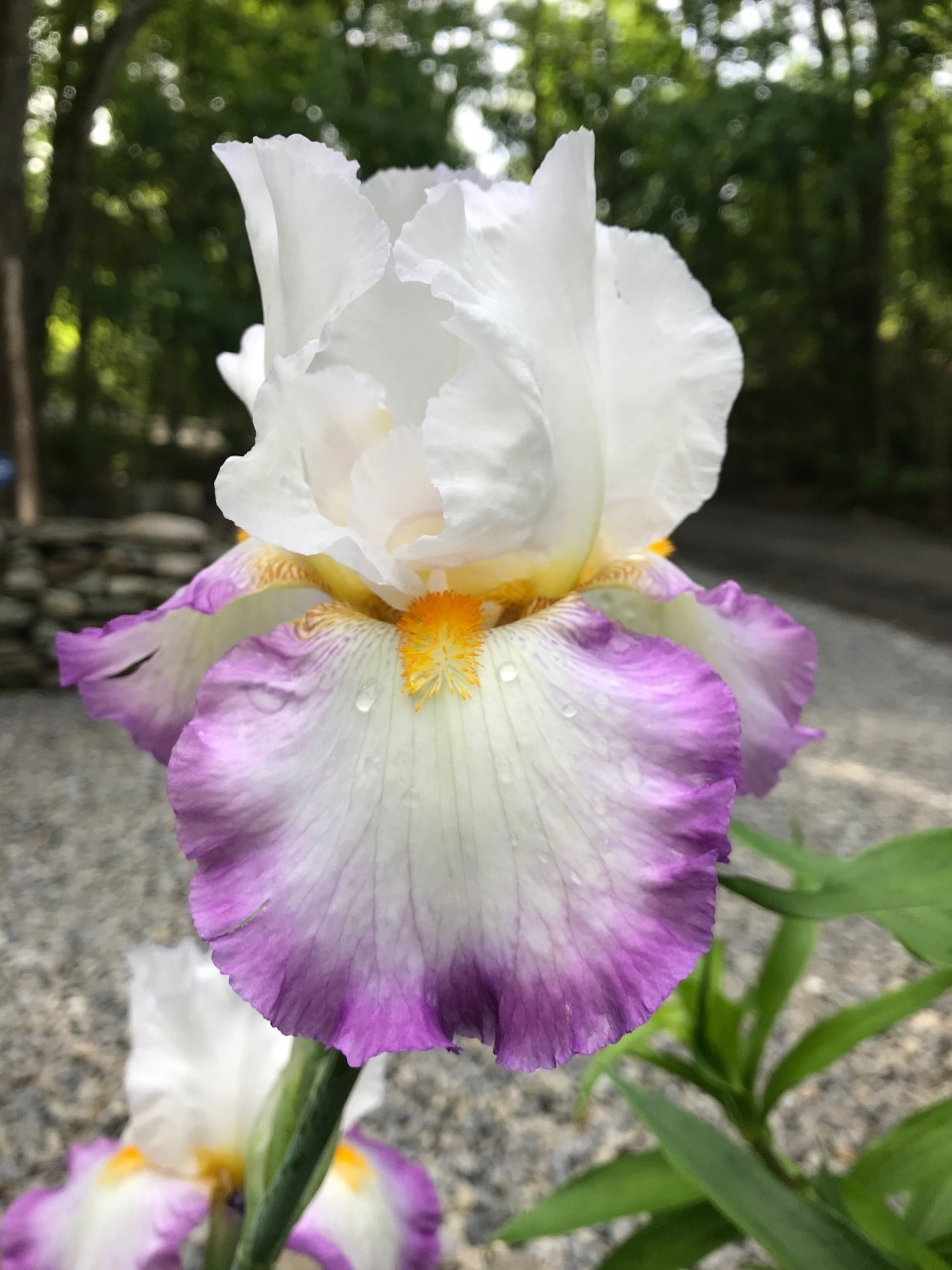 Photo of the bloom of Tall Bearded Iris (Iris 'Starting Fresh') posted ...