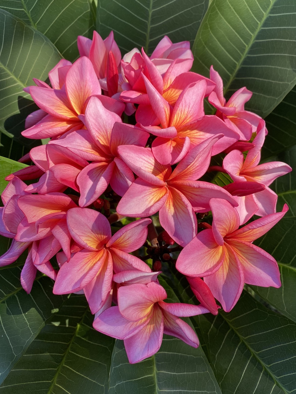 Plumeria (Plumeria rubra 'Sorcery') in the Plumerias Database - Garden.org