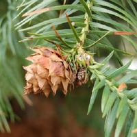 Photo of the cone of China Fir (Cunninghamia lanceolata) posted by ...