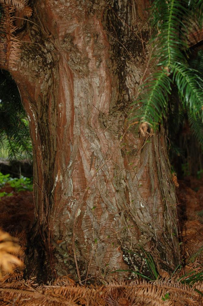 Photo of the stem, scape, stalk or bark of China Fir (Cunninghamia ...