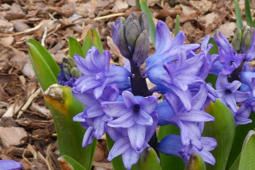 Photo of the bloom of Hyacinth (Hyacinthus orientalis 'Blue Star') posted by LoriMT - Garden.org