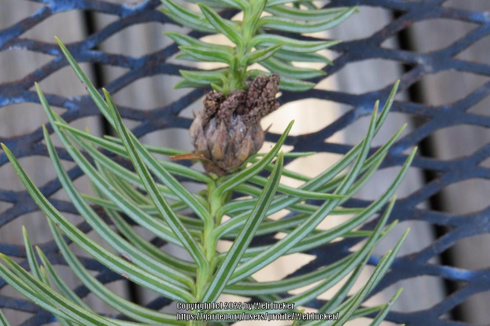 Photo of the cone of China Fir (Cunninghamia lanceolata) posted by ...