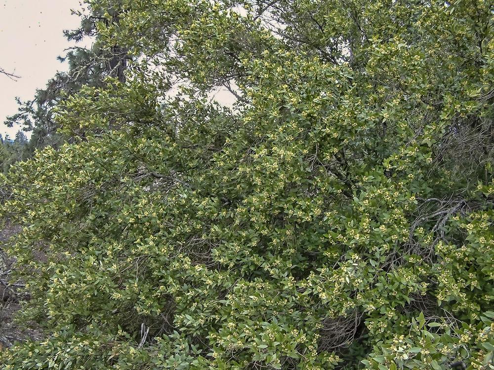 Photo of the entire plant of California Bay Laurel (Umbellularia ...