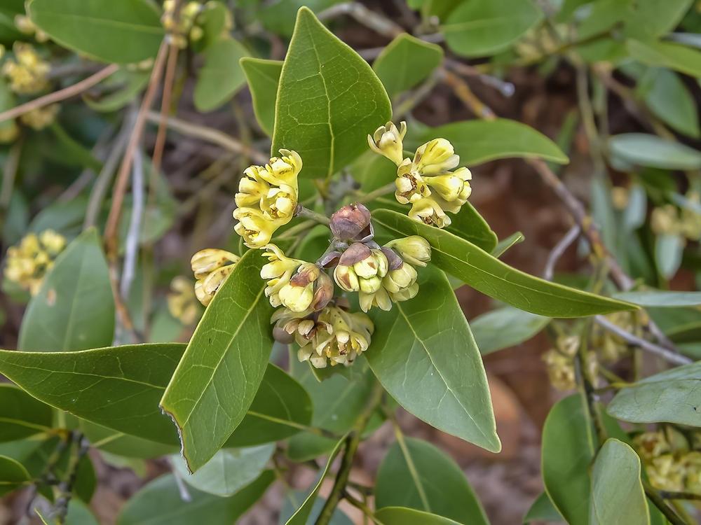Photo of the bloom of California Bay Laurel (Umbellularia californica ...
