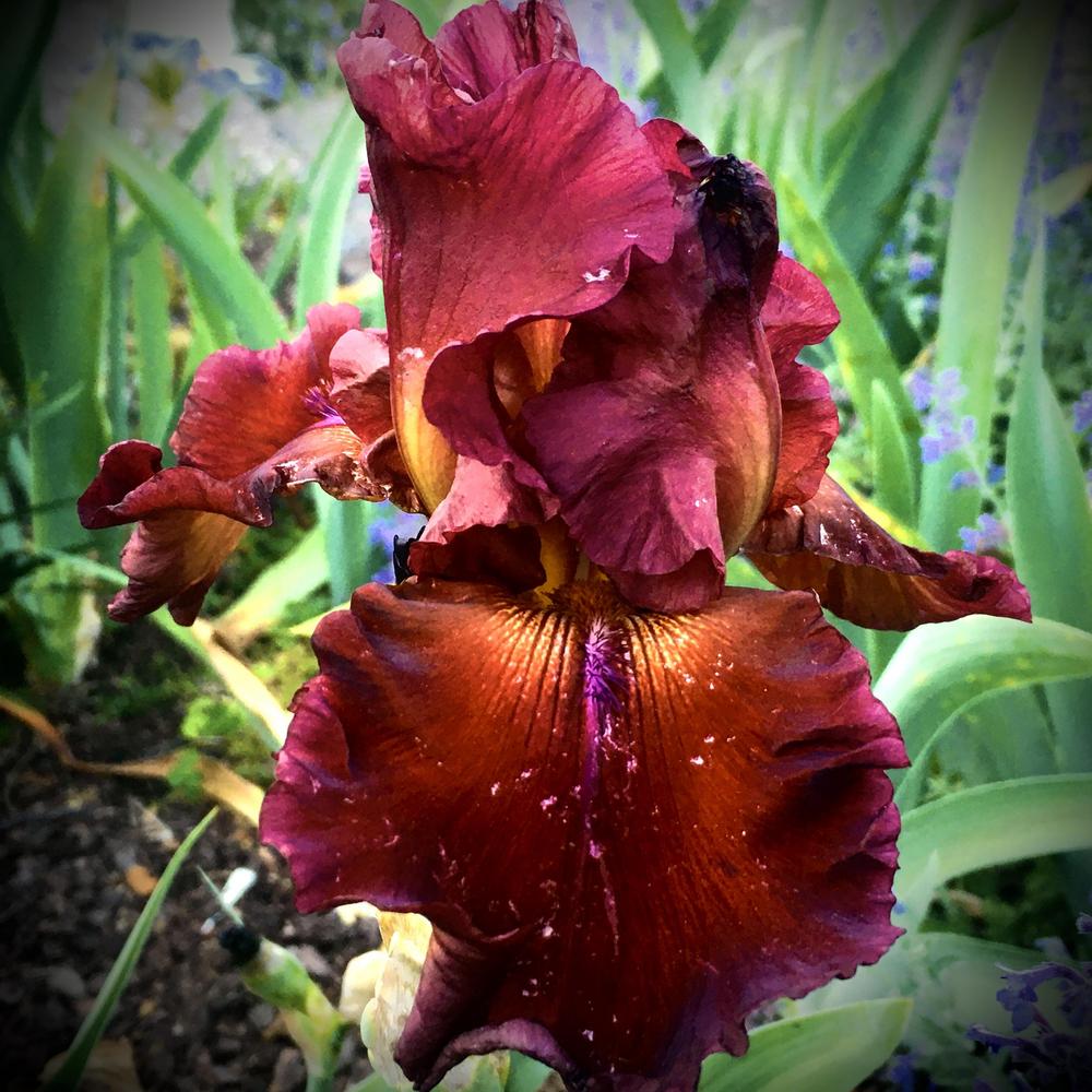 Photo of the bloom of Tall Bearded Iris (Iris 'Red Hawk') posted by ...