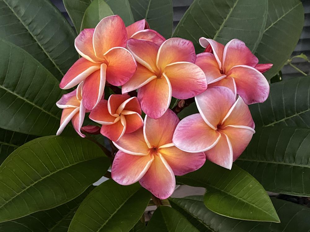 Photo of the bloom of Plumeria (Plumeria rubra 'Gina') posted by ...