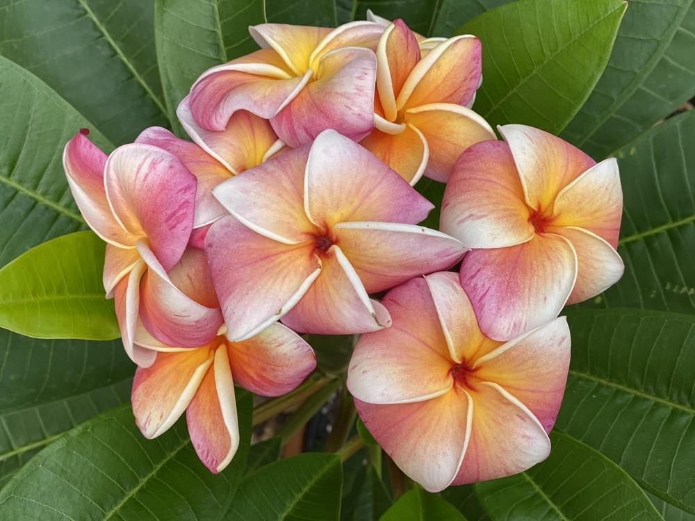 Plumeria (Plumeria rubra 'Gina') in the Plumerias Database - Garden.org