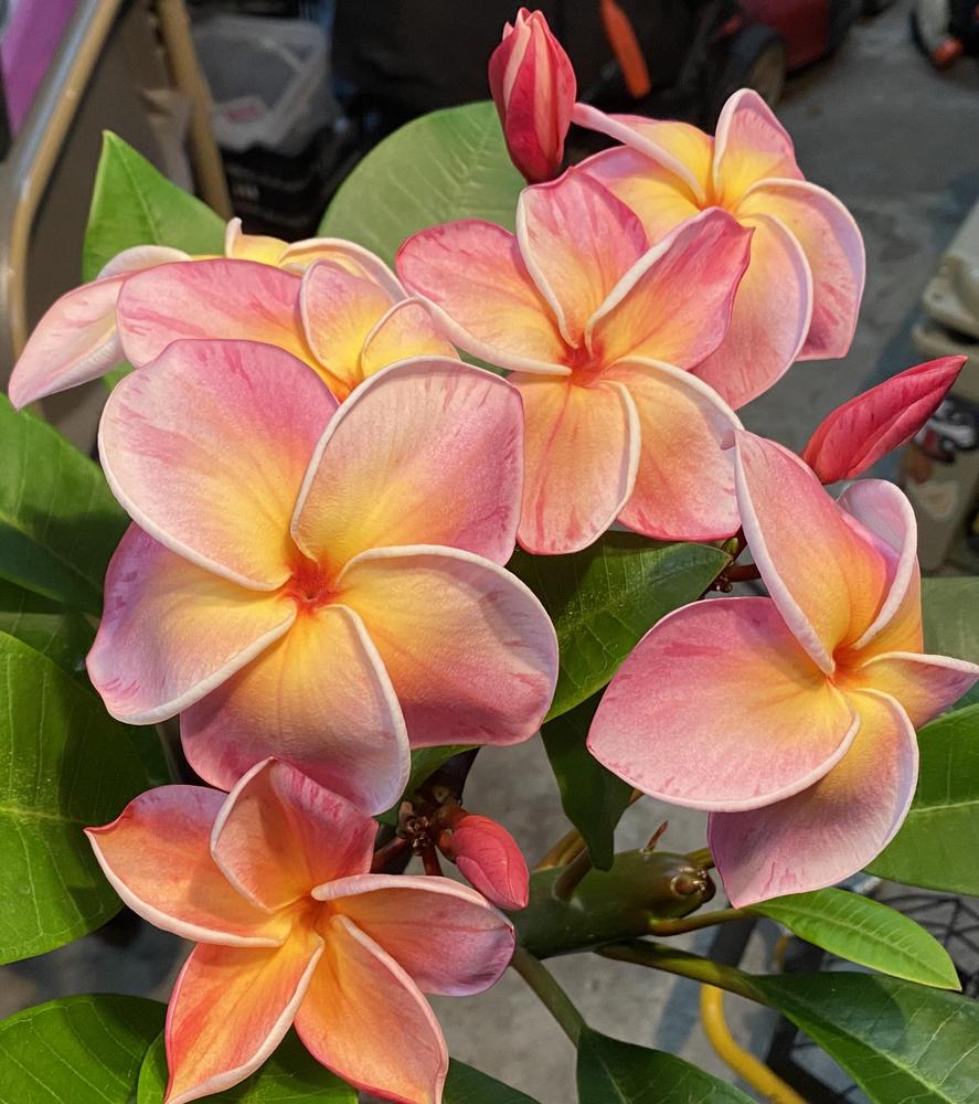 Photo of the bloom of Plumeria (Plumeria rubra 'Gina') posted by ...