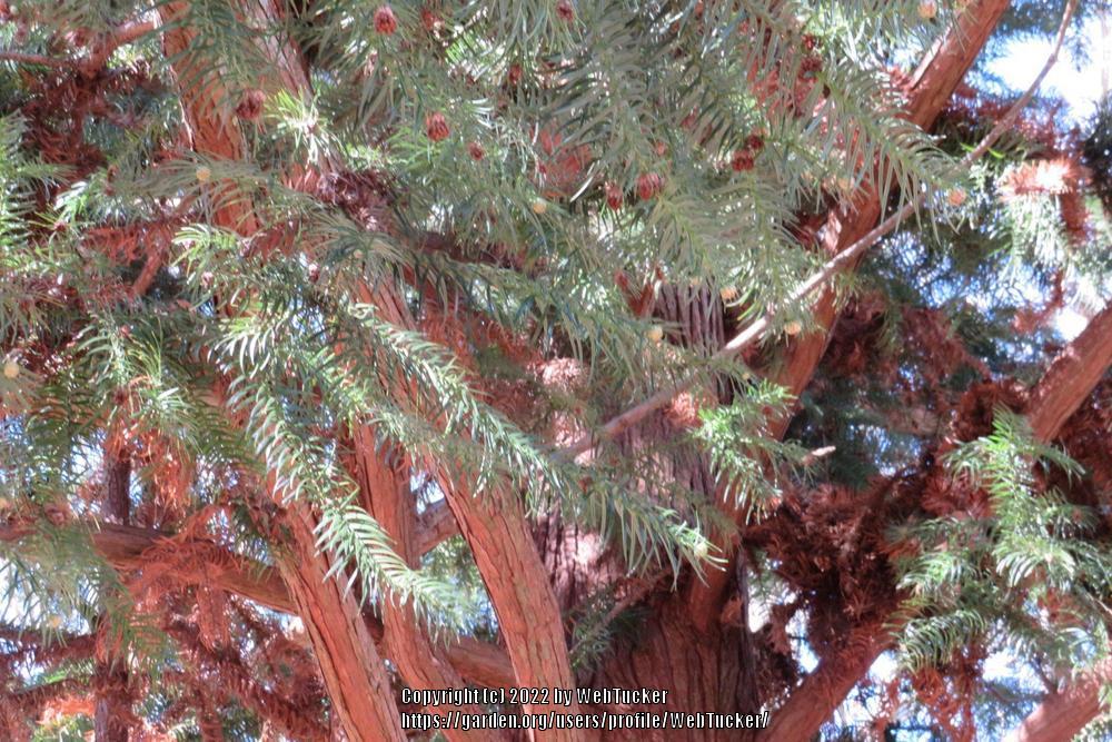 Photo of the stem, scape, stalk or bark of China Fir (Cunninghamia ...