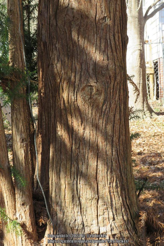 Photo of the stem, scape, stalk or bark of China Fir (Cunninghamia ...