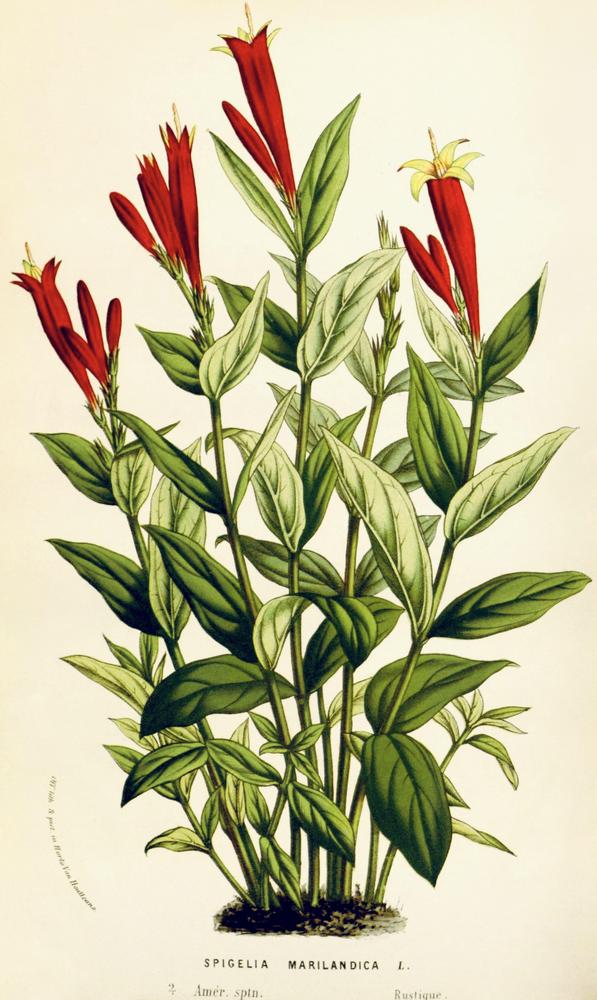 Photo of the documentation of Indian Pink (Spigelia marilandica) posted ...