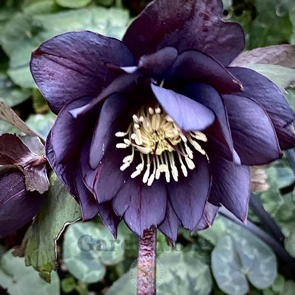 Photo of the closeup of buds, sepals and receptacles of Hellebore ...