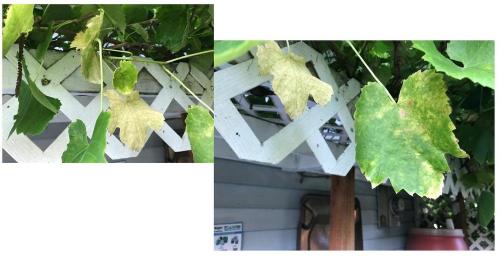 Help with weak producing grape vine in the Ask a Question forum ...