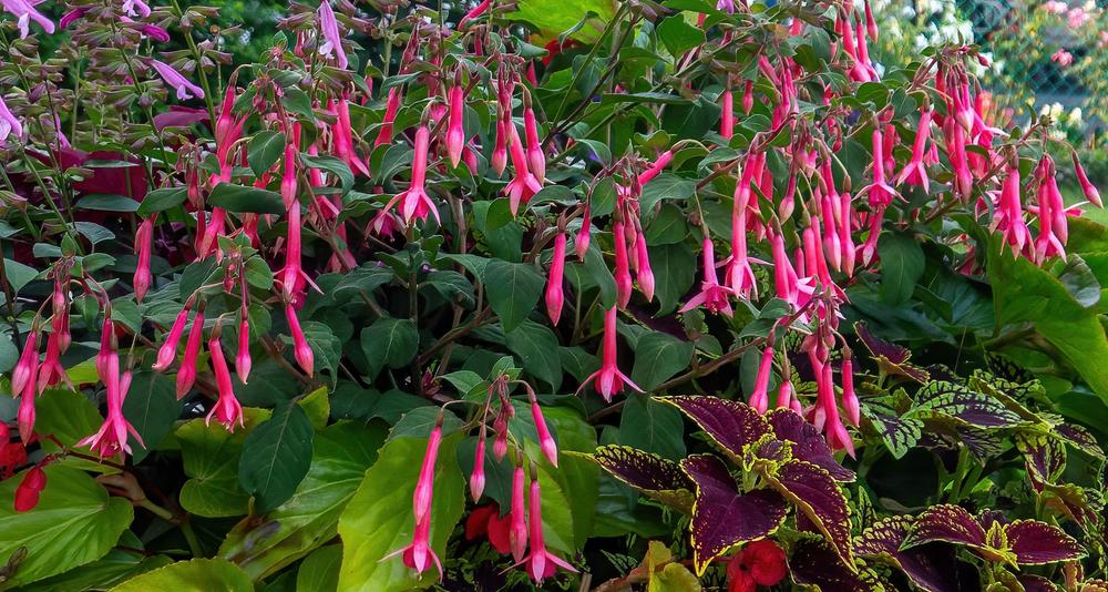 Photo of the bloom of Fuchsia 'Billy Green' posted by Murky - Garden.org