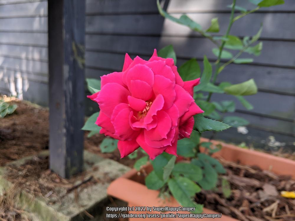 Rose (Rosa 'Yabadabadoo') in the Roses Database - Garden.org