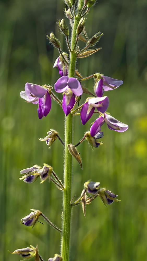 Photo of the bloom of Showy Tick Trefoil (Desmodium canadense) posted ...