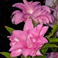 Photo of the bloom of Lily (Lilium 'Editha') posted by Joy - Garden.org