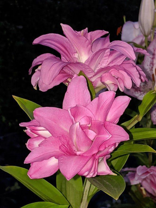 Photo of the bloom of Lily (Lilium 'Editha') posted by Joy - Garden.org