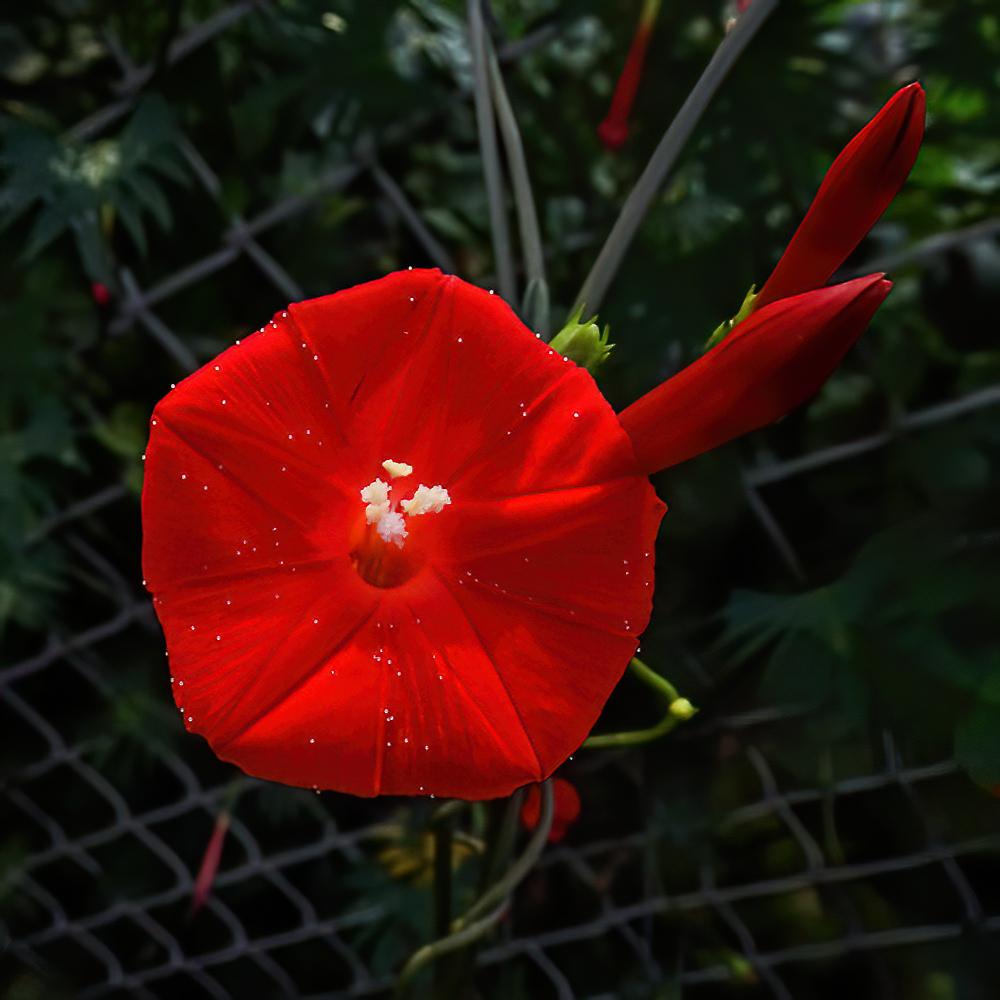 Photo of the bloom of Cardinal Climber (Ipomoea x multifida) posted by ...