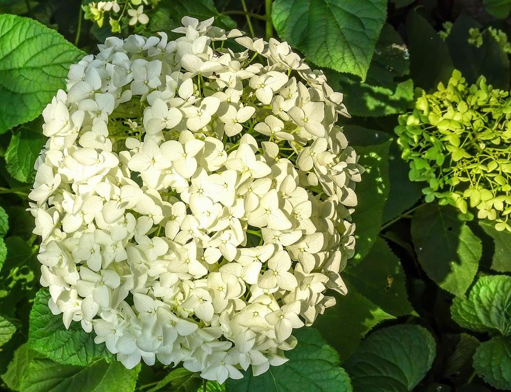 Photo of the bloom of Smooth Hydrangea (Hydrangea arborescens ...
