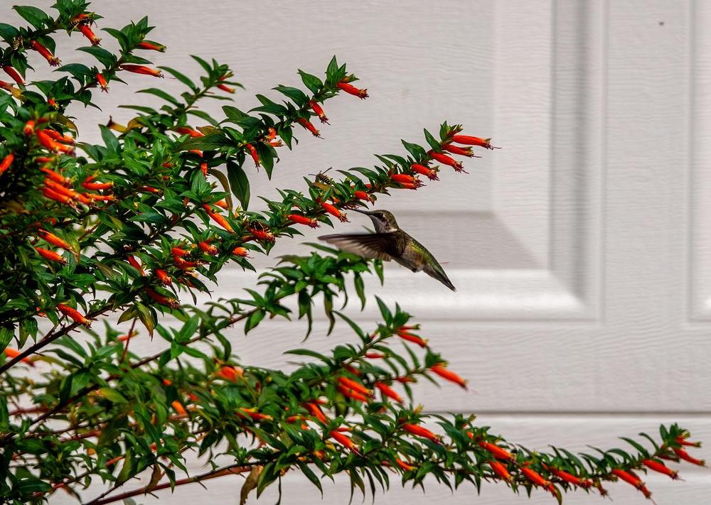 Photo of the bloom of Large Firecracker Plant (Cuphea Vermillionaire ...