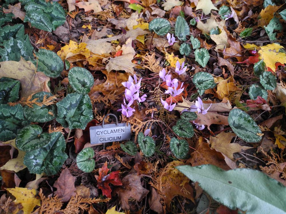Cyclamen (Cyclamen cilicium) - Garden.org