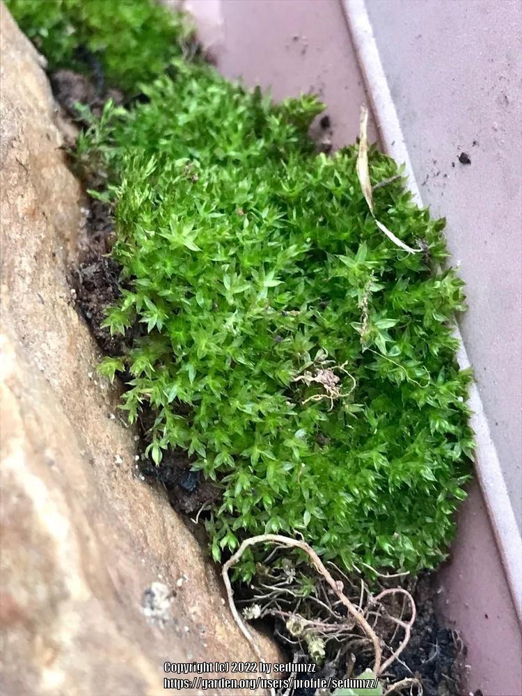 Bryum caespiticium - Garden.org