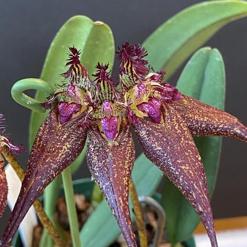 Orchid (Bulbophyllum rothschildianum 'Red Chimney') - Garden.org