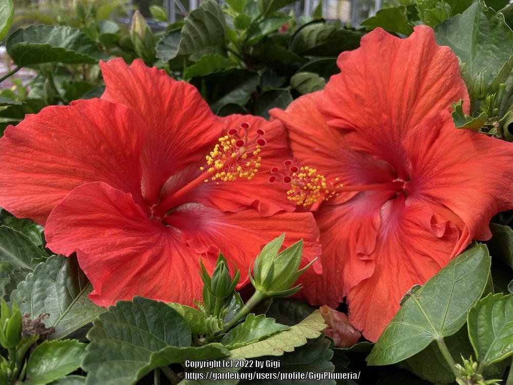 Photo of the bloom of Tropical Hibiscus (Hibiscus rosa-sinensis ...