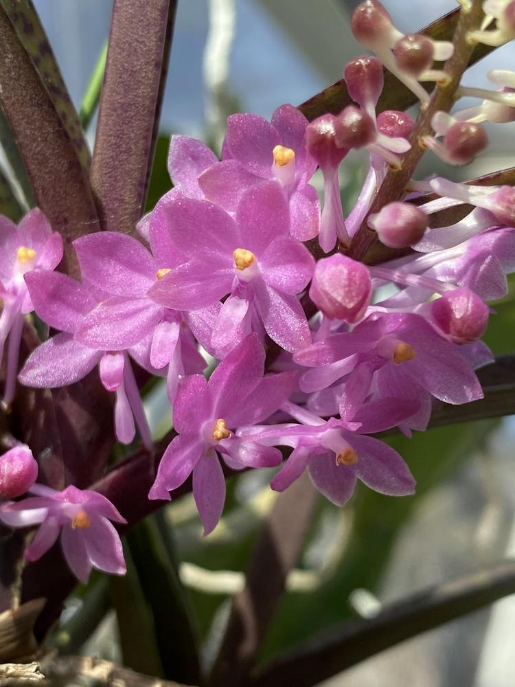 Orchid (Vanda Motes Adorbs) - Garden.org